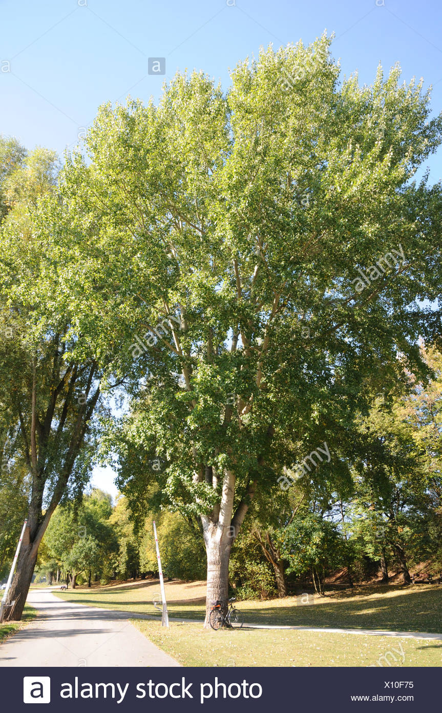 Weisspappel Silber Pappel Populus Alba High Resolution Stock ...
