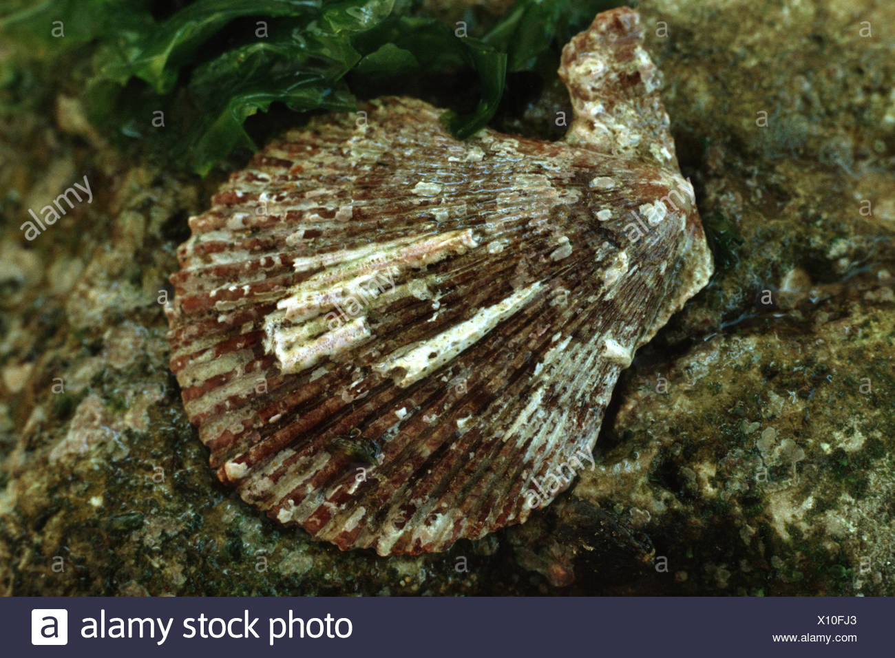 Chlamys High Resolution Stock Photography and Images - Alamy