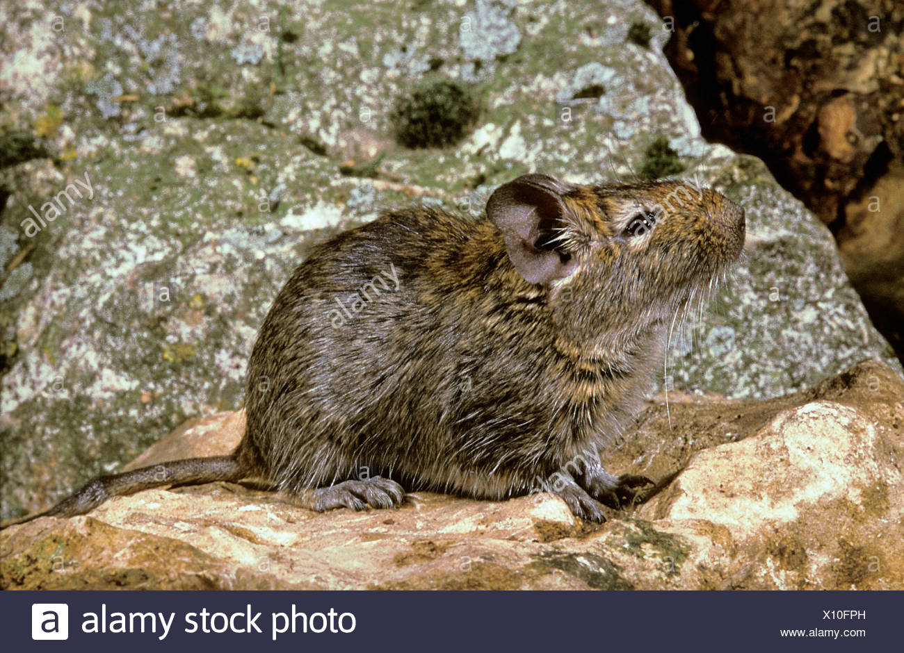 Octodon Stock Photos & Octodon Stock Images - Alamy