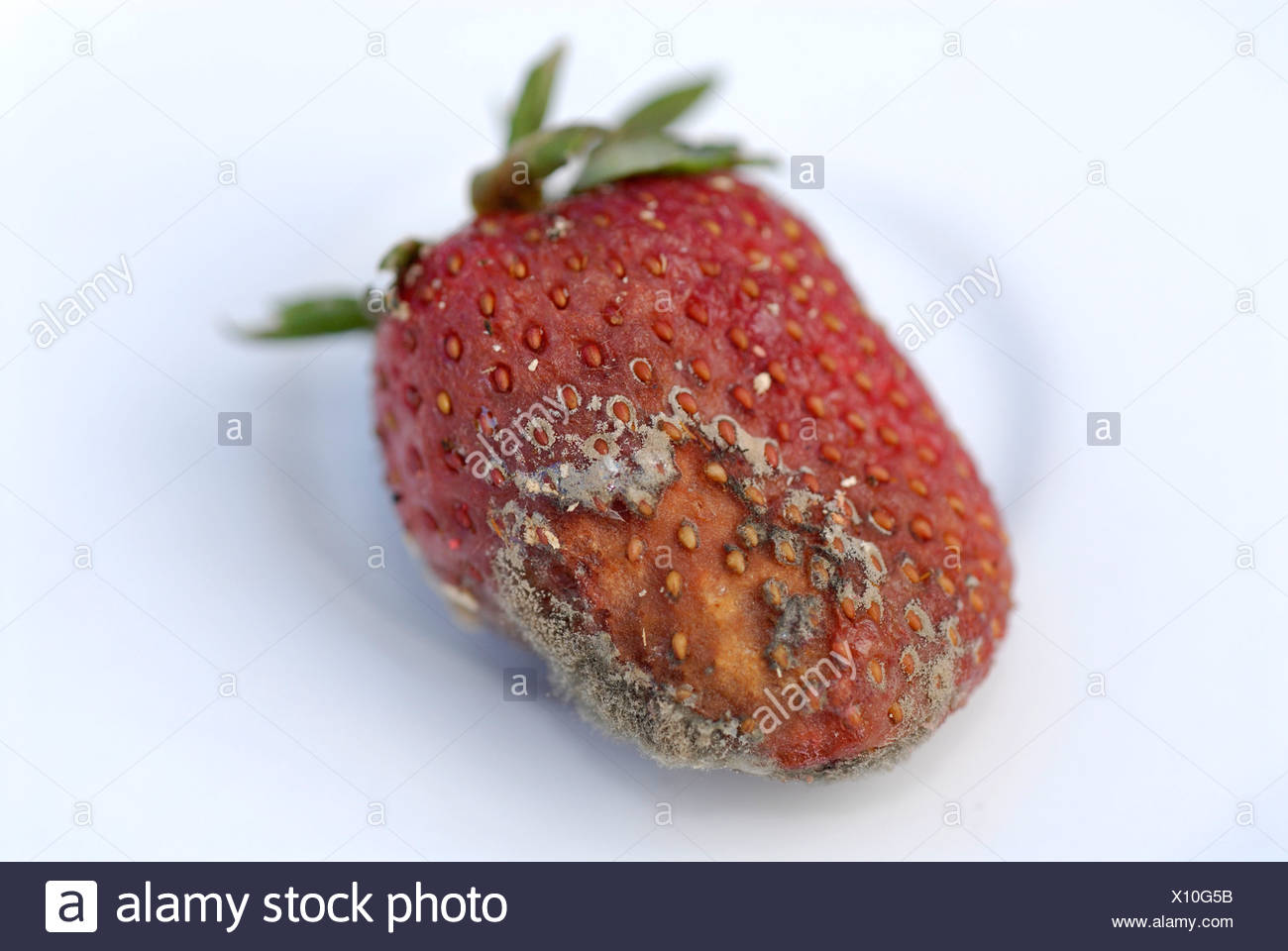 Mouldy Strawberries High Resolution Stock Photography and Images - Alamy