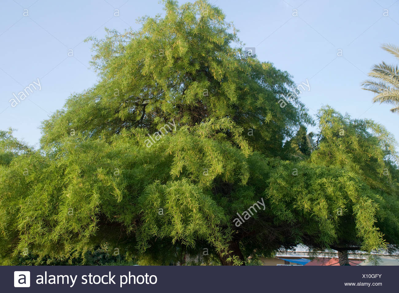 Prosopis Stock Photos & Prosopis Stock Images - Alamy
