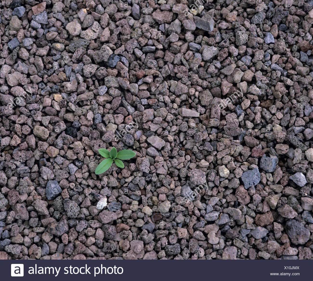 Igneous Volcanic Rock High Resolution Stock Photography and Images - Alamy