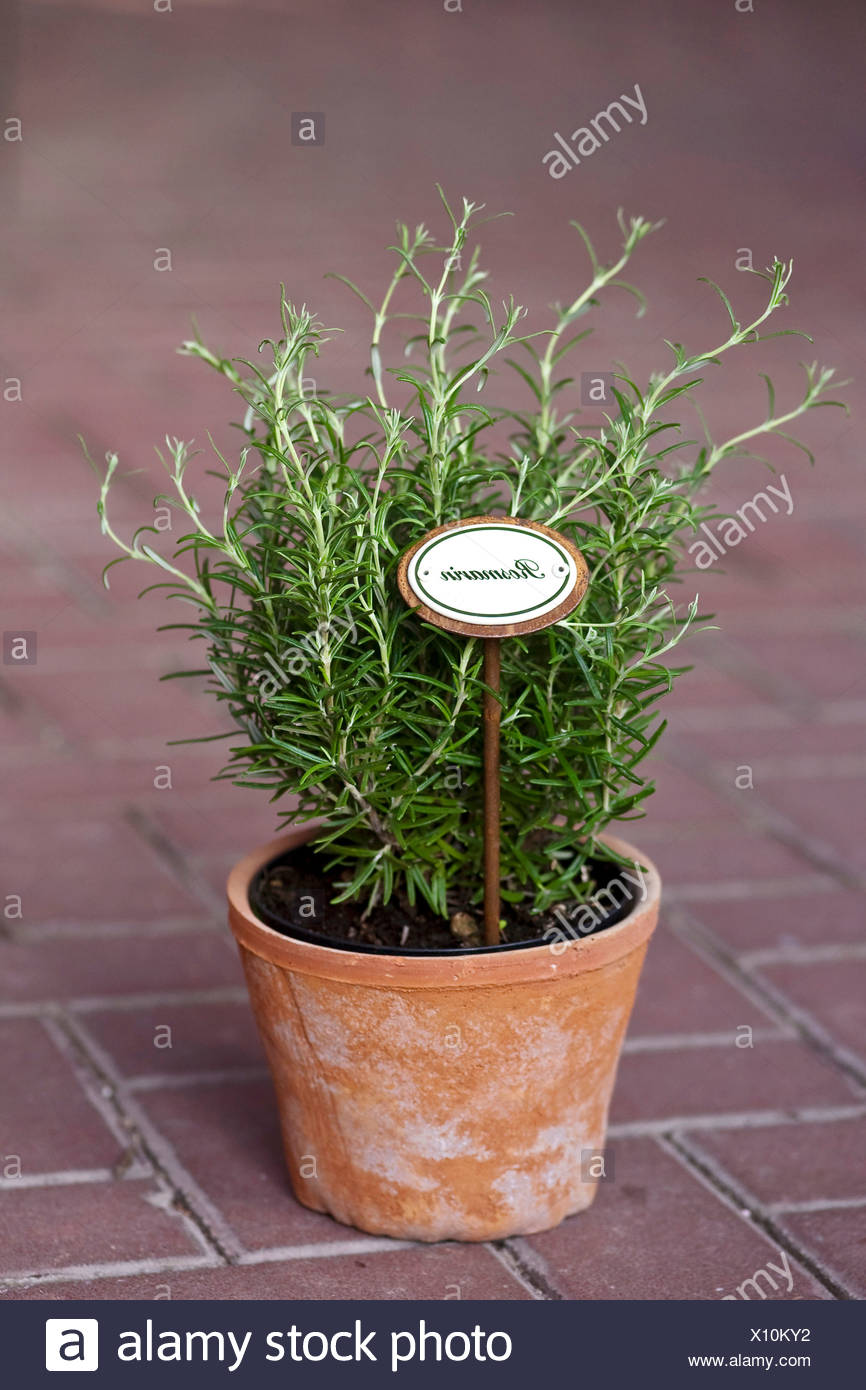 Rosemary Plant Pot High Resolution Stock Photography and Images - Alamy