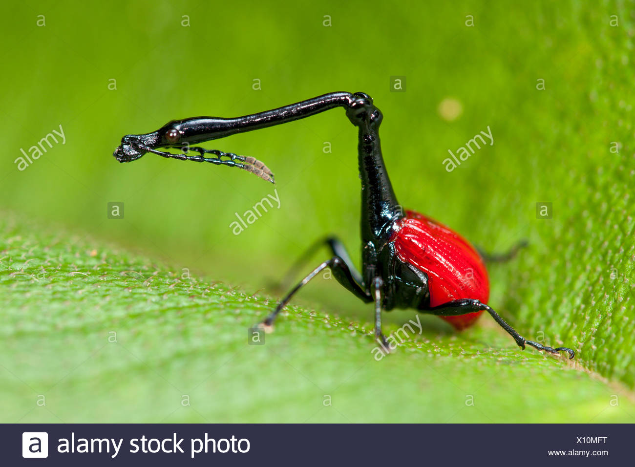 Giraffe Weevil High Resolution Stock Photography and Images - Alamy
