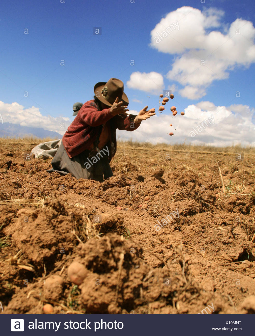 Peru Potato Farming High Resolution Stock Photography and Images - Alamy