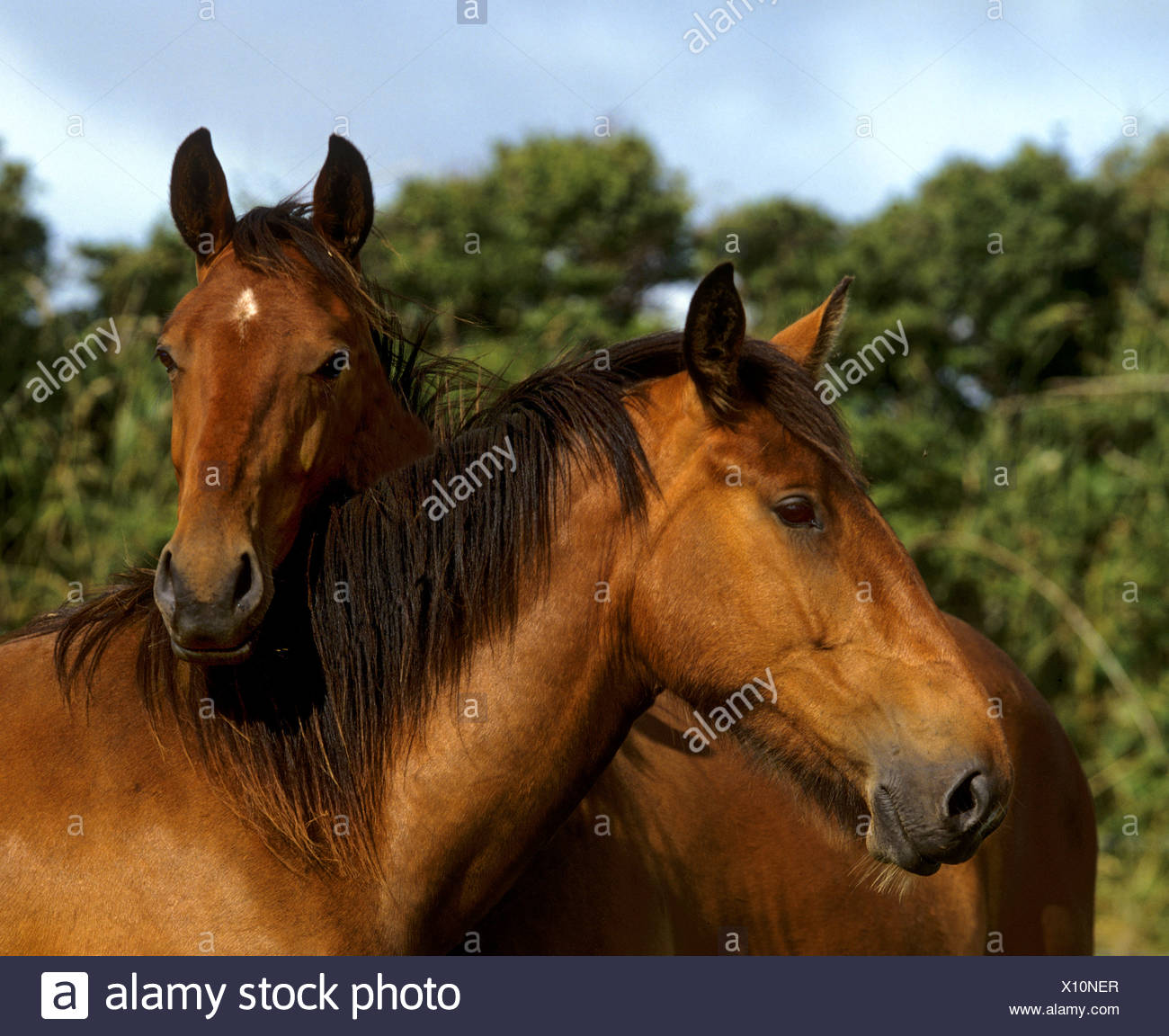English Horses Stock Photos & English Horses Stock Images - Alamy
