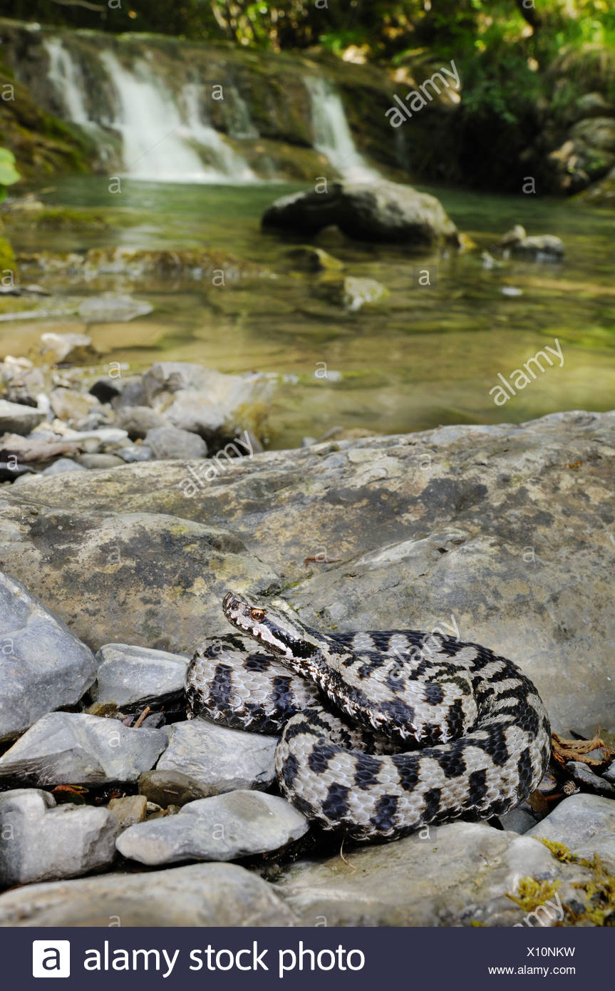 Aspic Viper Vipera Aspis High Resolution Stock Photography and Images ...