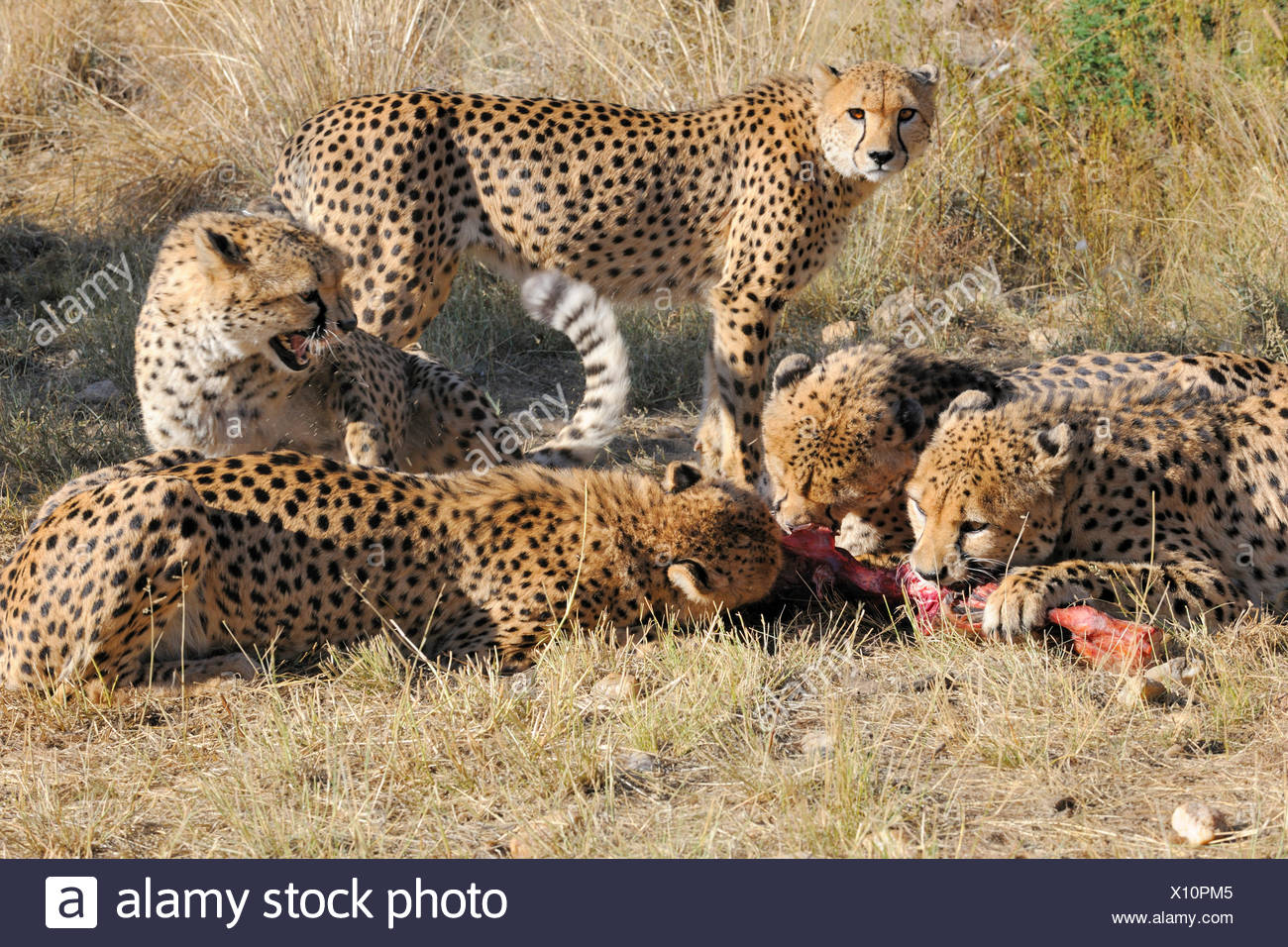 5 Cheetahs High Resolution Stock Photography and Images - Alamy