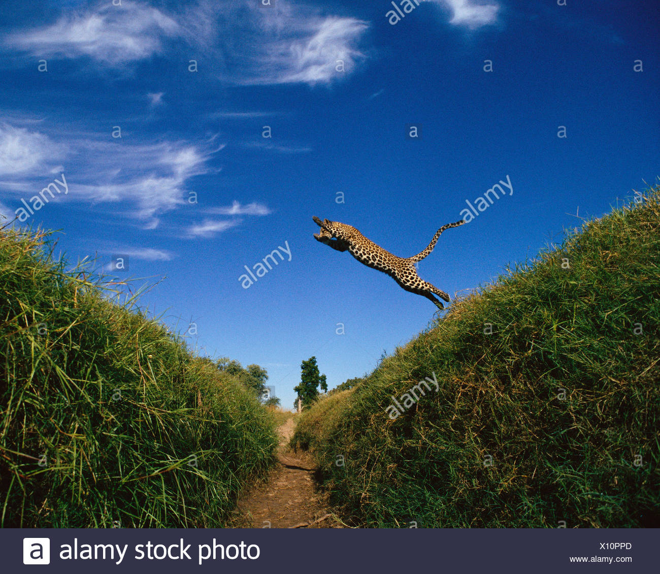 Leopard Jumping High Resolution Stock Photography and Images - Alamy