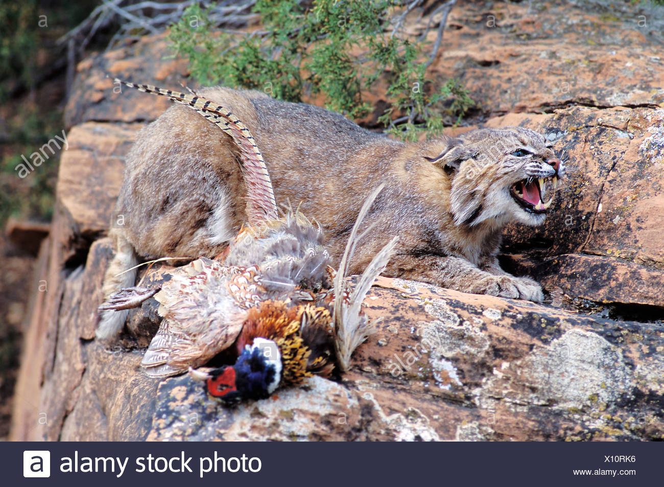 Cats Kill Birds High Resolution Stock Photography and Images - Alamy