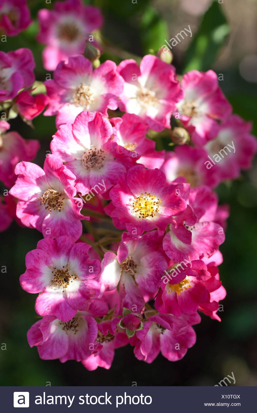 Rosa Mozart High Resolution Stock Photography and Images - Alamy