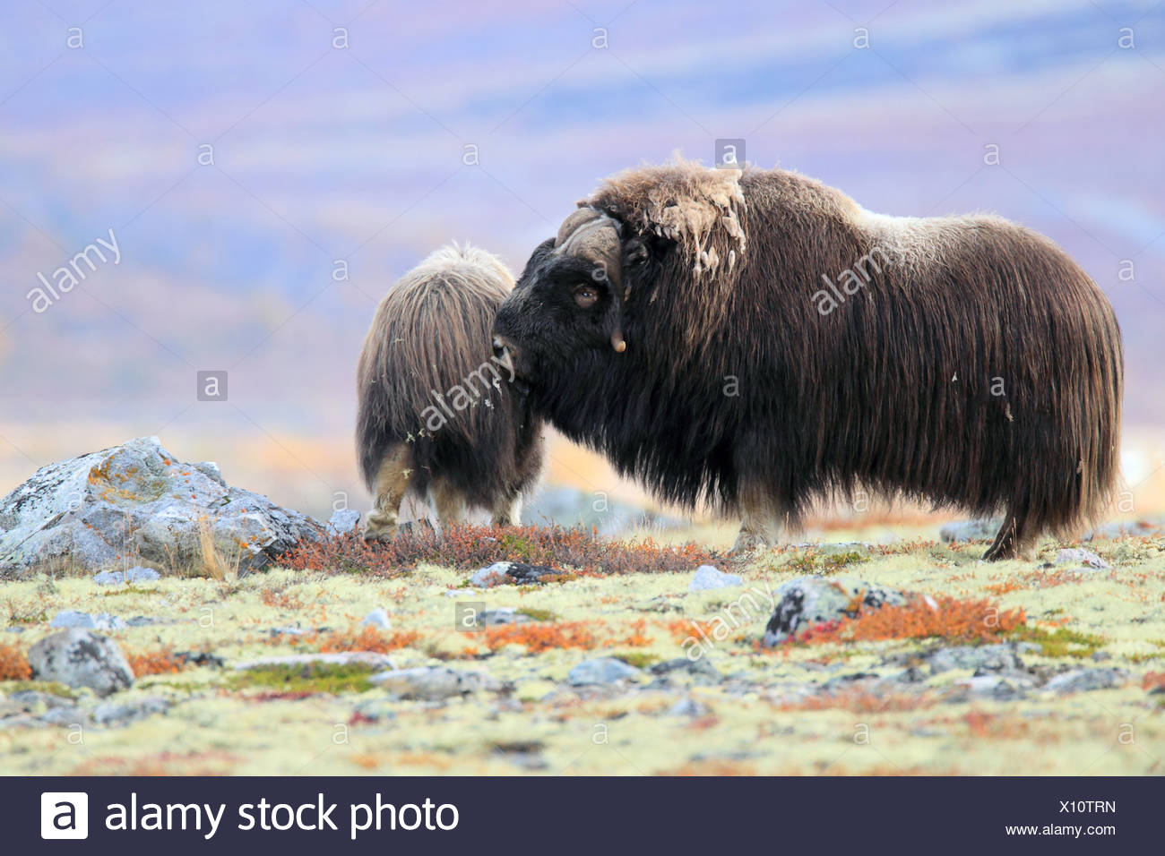 Moschustier High Resolution Stock Photography and Images - Alamy