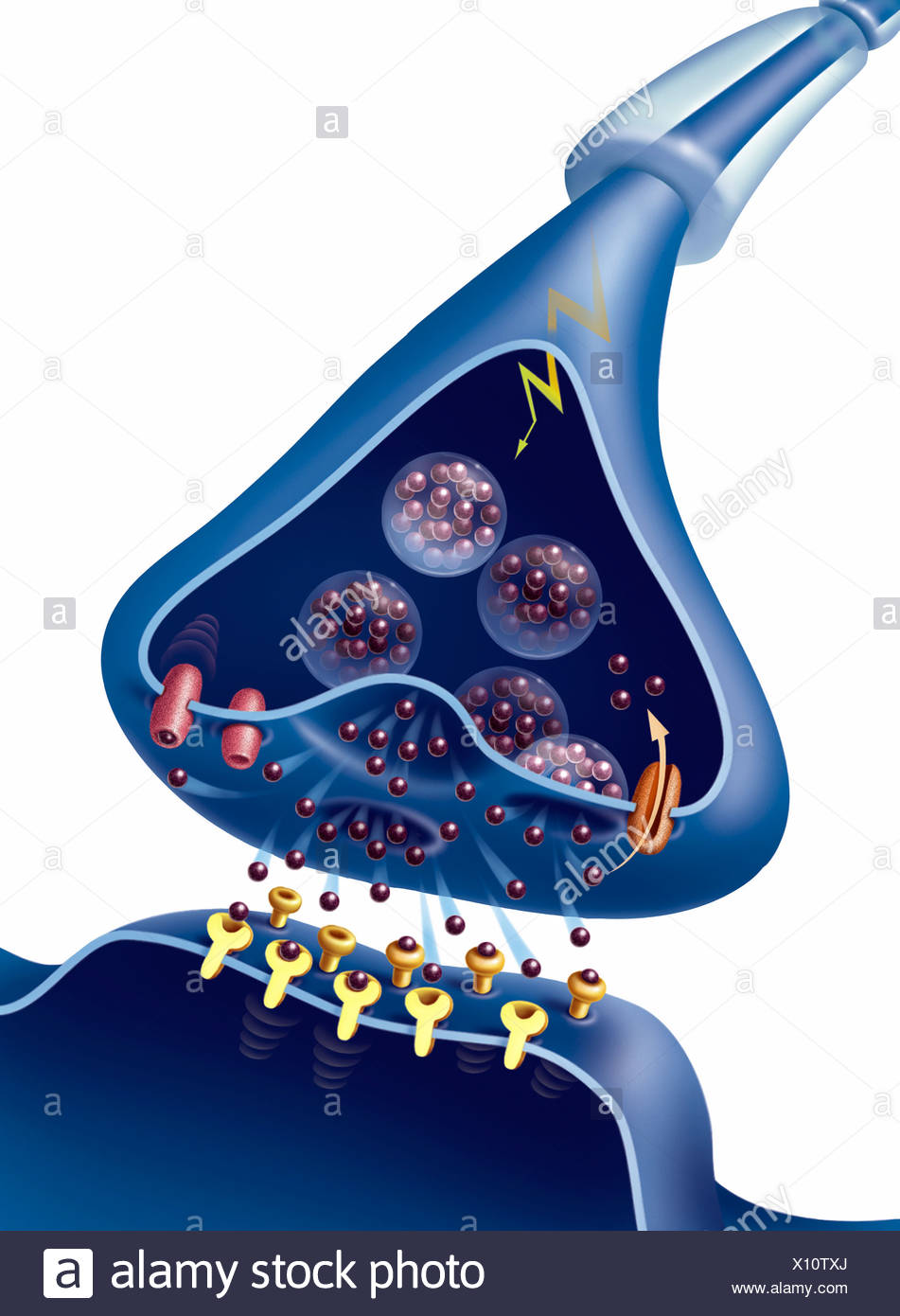 Depression Depressed Synapse Neuron Stock Photos & Depression Depressed ...