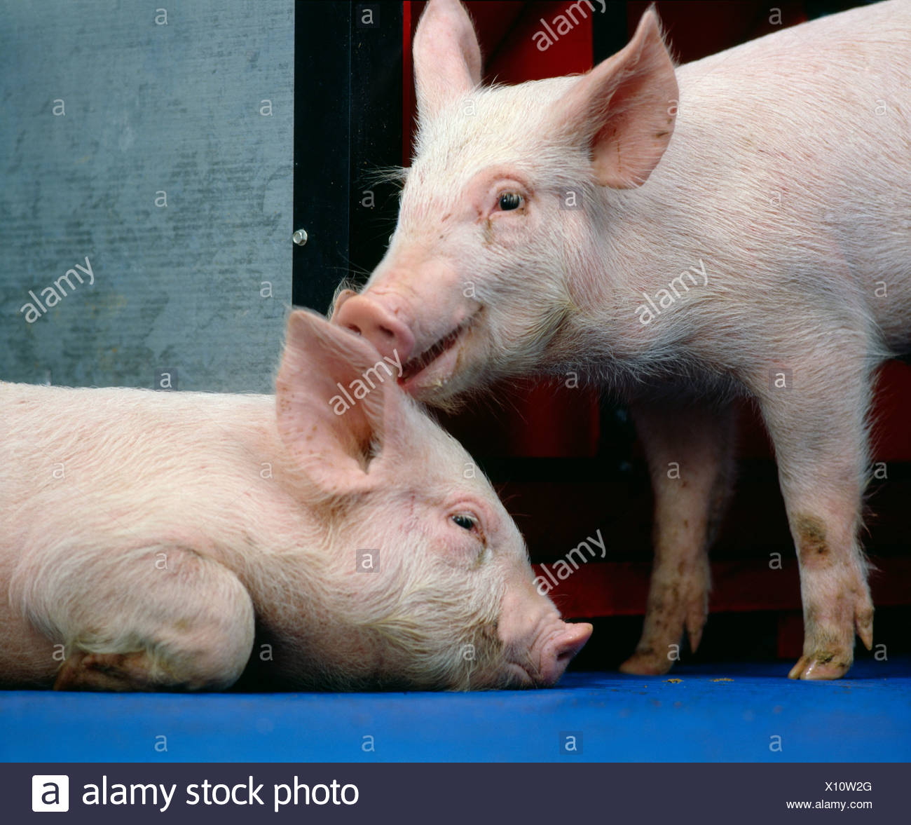 Yorkshire Landrace Piglets Stock Photos & Yorkshire Landrace Piglets ...