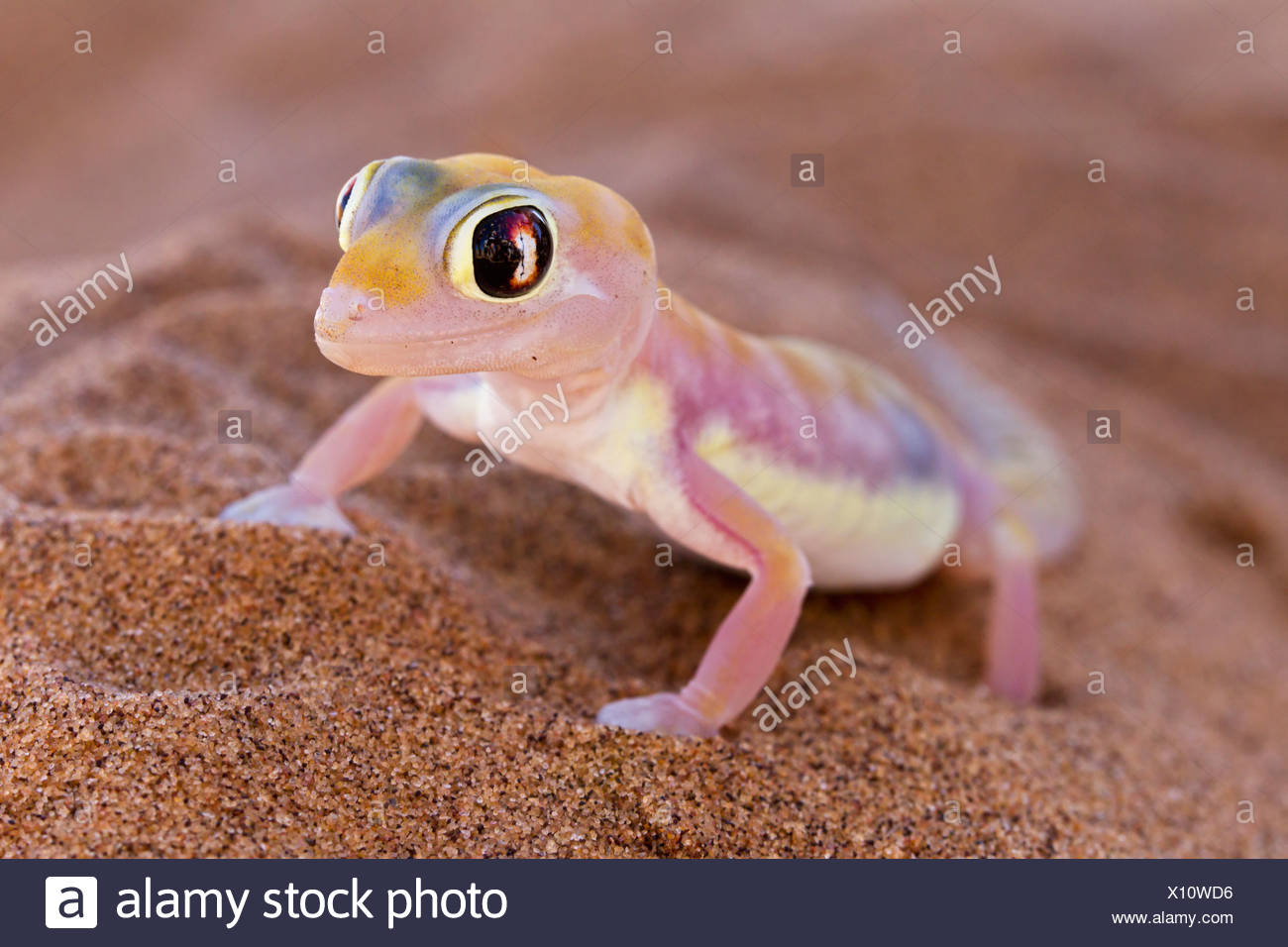 Palmato Gecko In Namib Desert High Resolution Stock Photography and ...