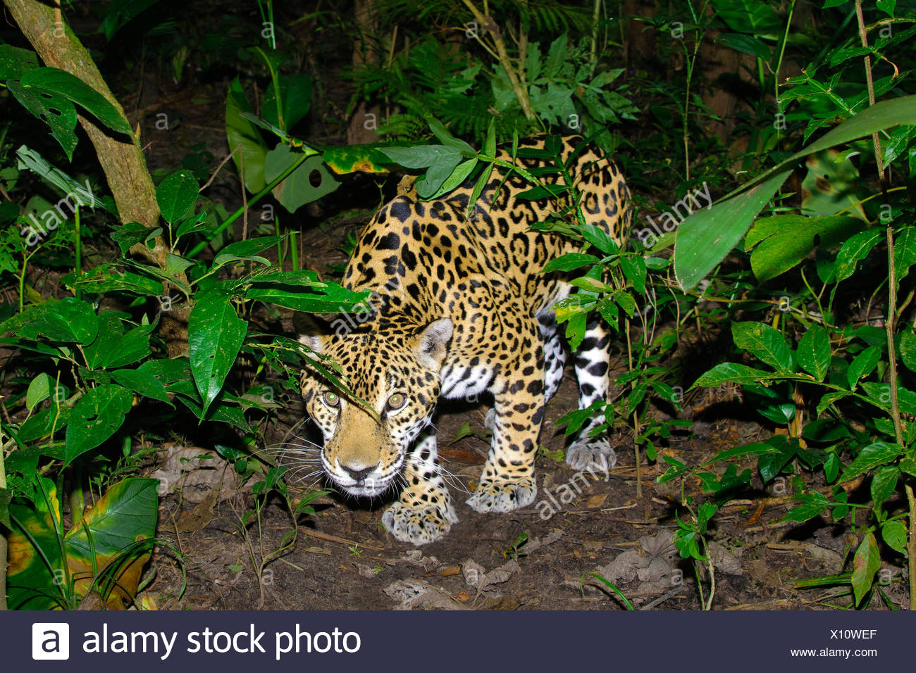 Jaguar Forest High Resolution Stock Photography and Images - Alamy