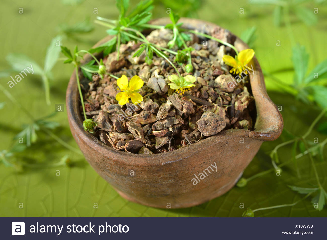 Tormentilla High Resolution Stock Photography and Images - Alamy