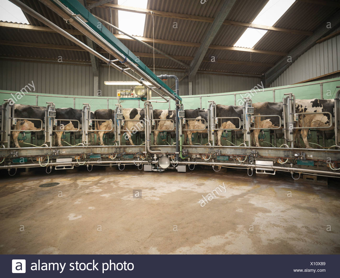 Dairy Farm Milking Cows High Resolution Stock Photography and Images ...