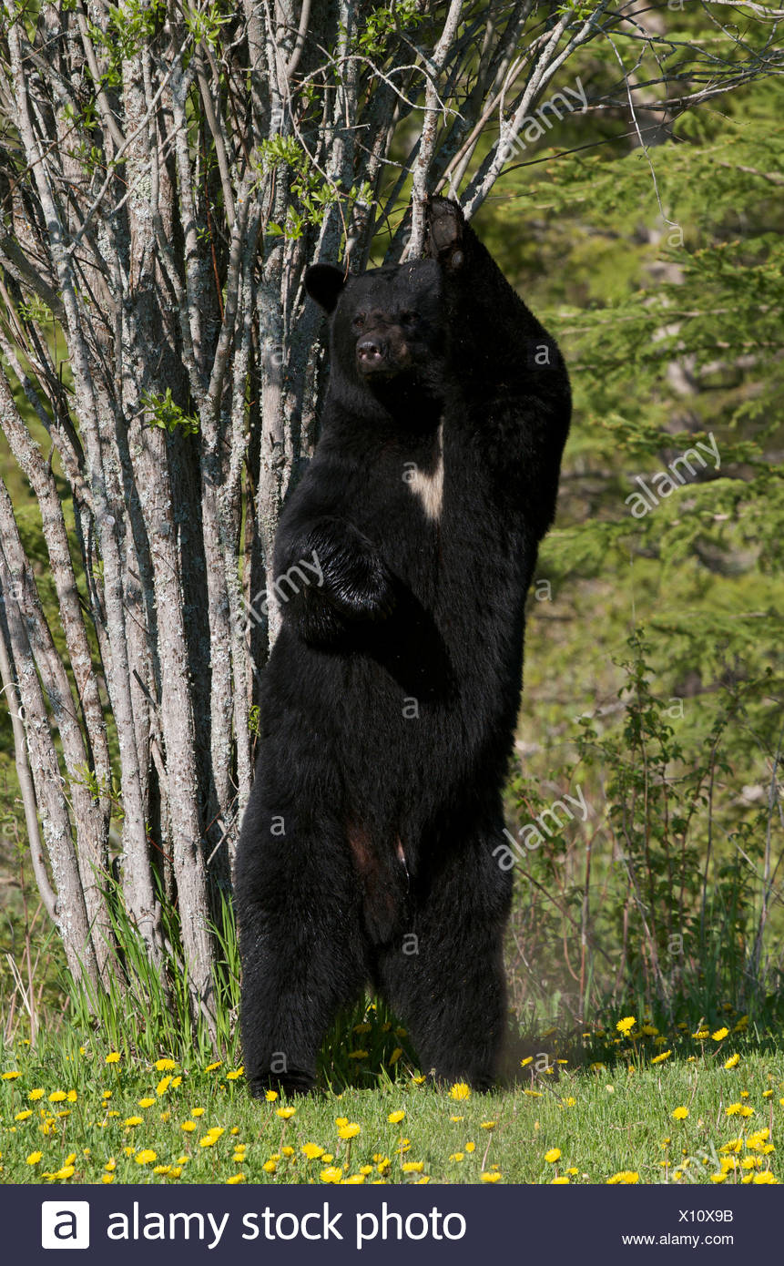 Bear Standing Up Stock Photos & Bear Standing Up Stock Images - Alamy