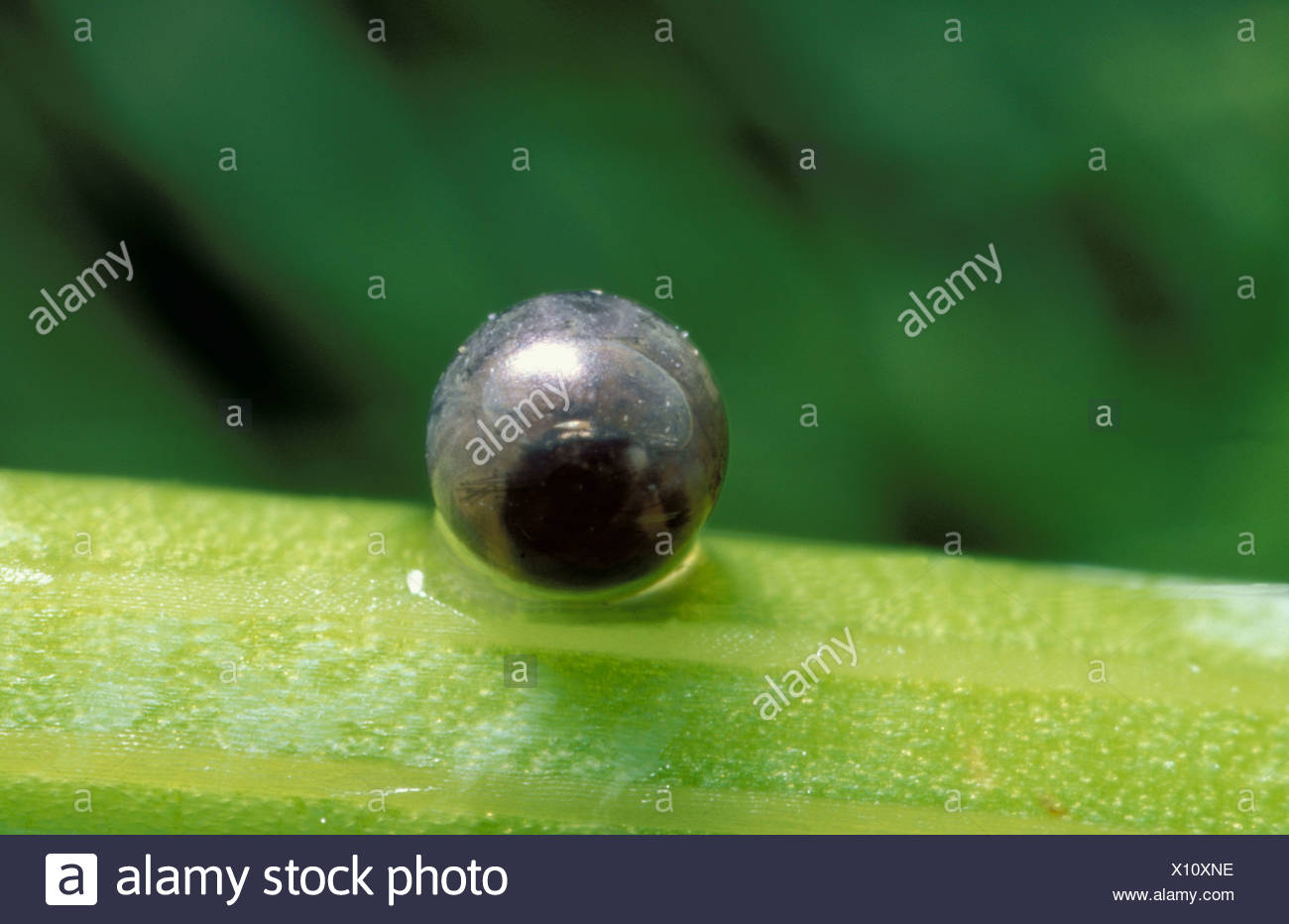 Swallowtail Butterfly Egg Stock Photos & Swallowtail Butterfly Egg ...