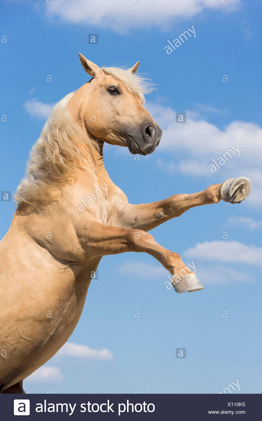 Rearing Horse Palomino High Resolution Stock Photography and Images - Alamy