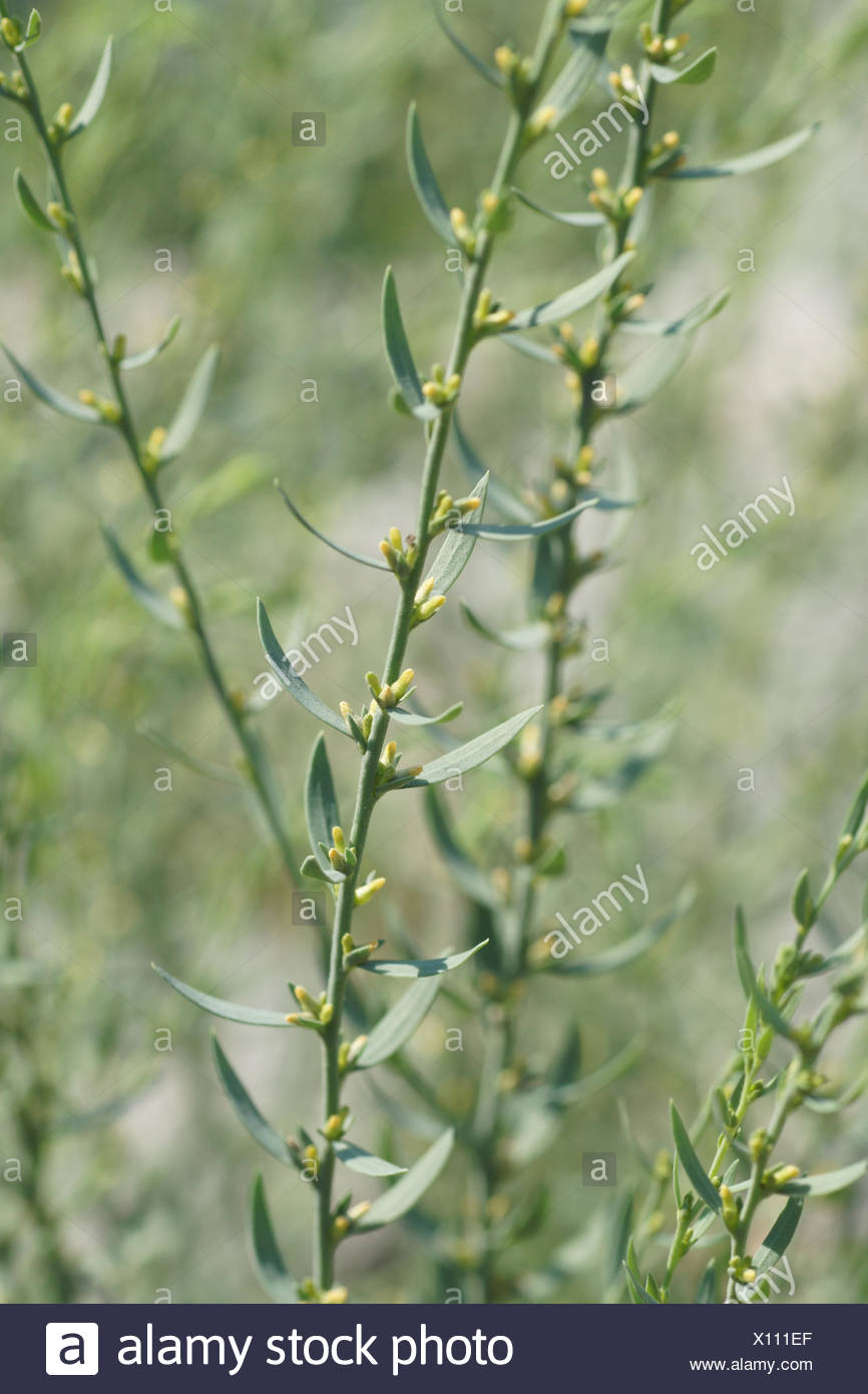 Flax Leaves Stock Photos & Flax Leaves Stock Images - Alamy