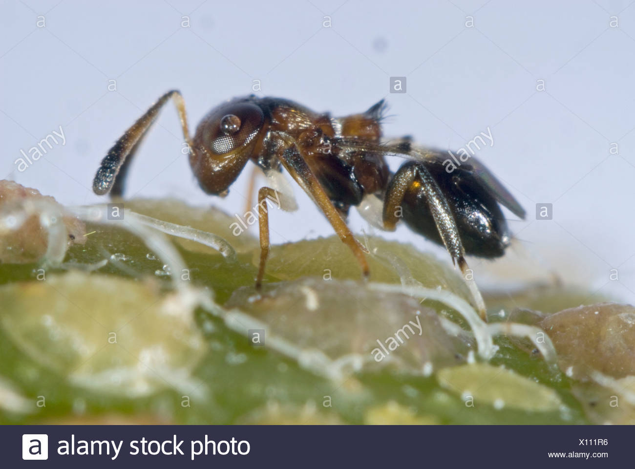 Coffeae High Resolution Stock Photography and Images - Alamy