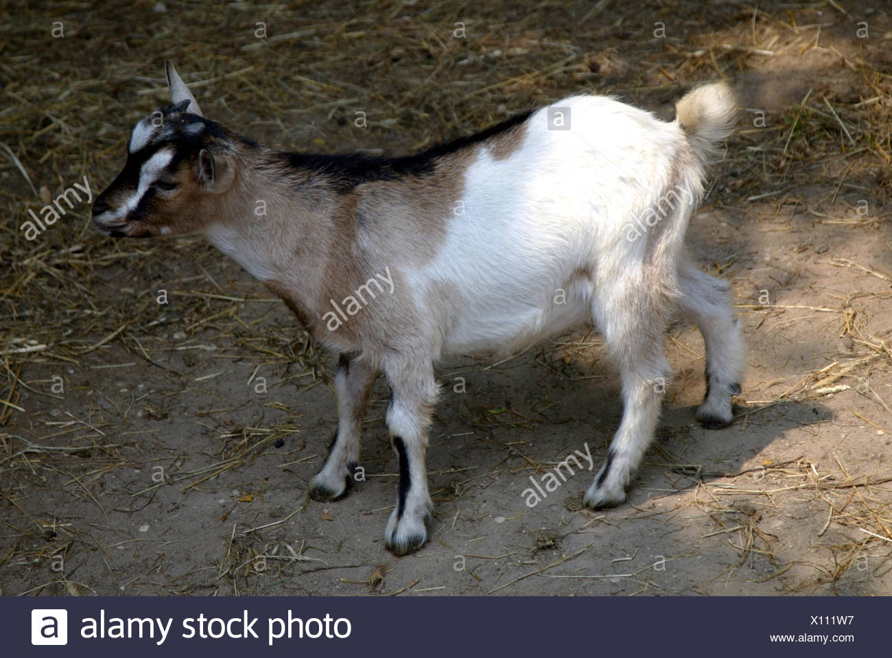 Ziege Stock Photos & Ziege Stock Images - Alamy