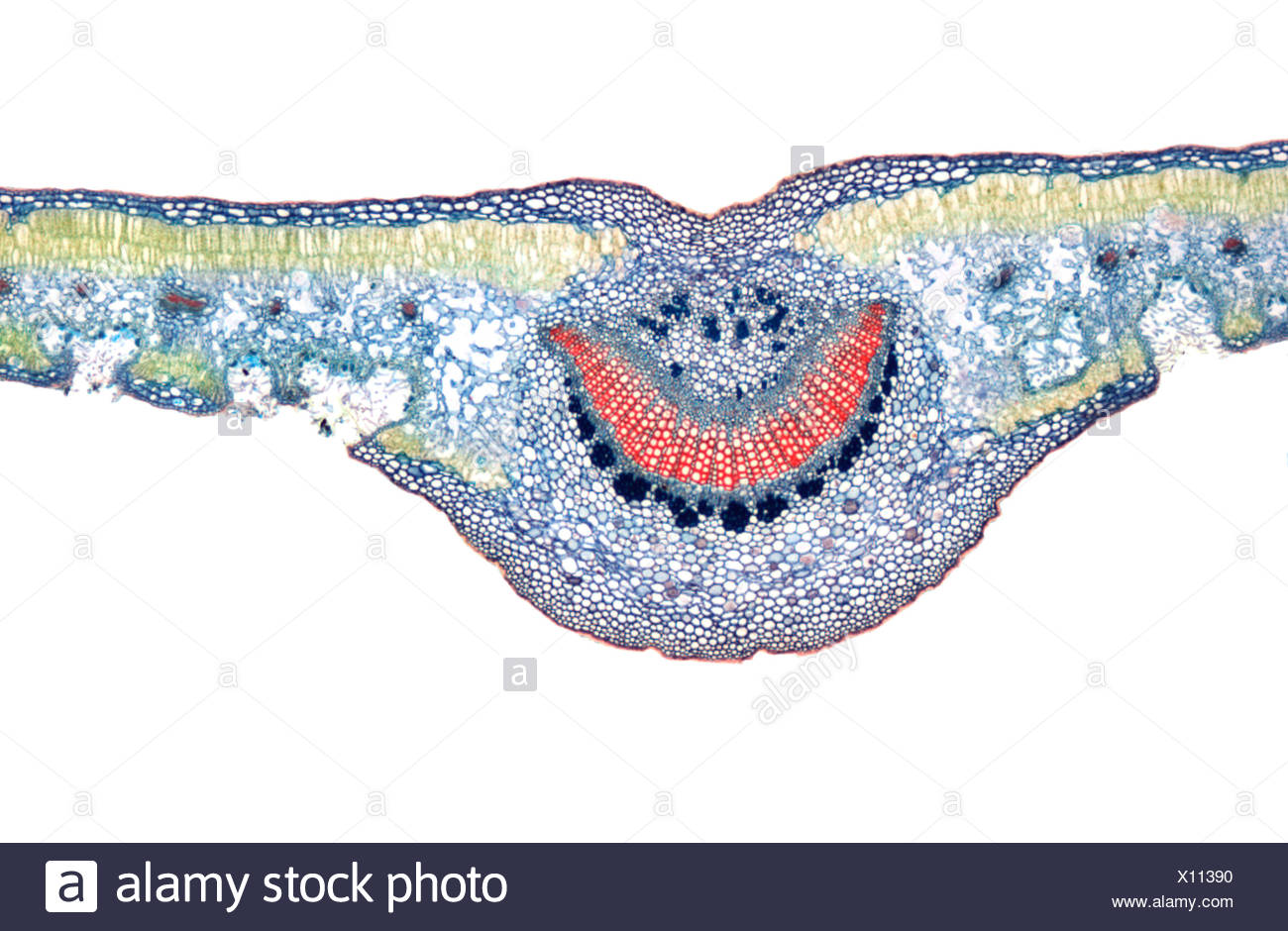 Light Micrograph Leaf High Resolution Stock Photography and Images - Alamy