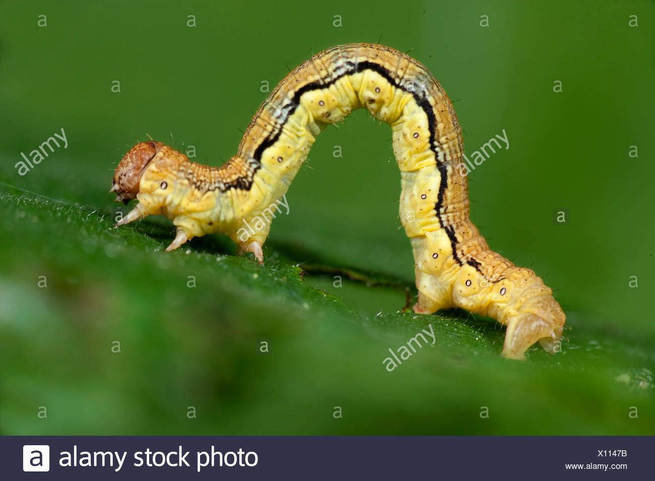 Mottled Leaf High Resolution Stock Photography and Images - Alamy