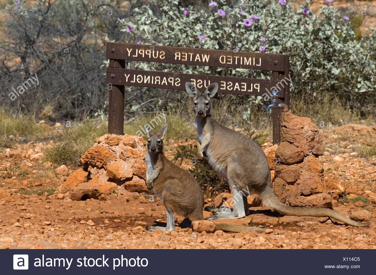 Skippy Australia High Resolution Stock Photography and Images - Alamy