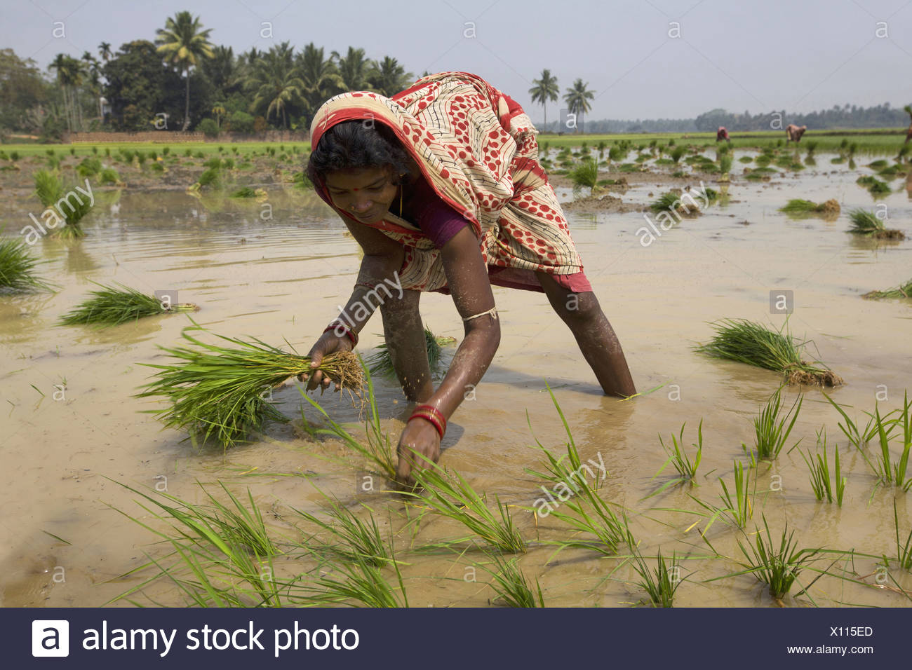 Indian Women Working In The Fields Stock Photos & Indian Women Working ...