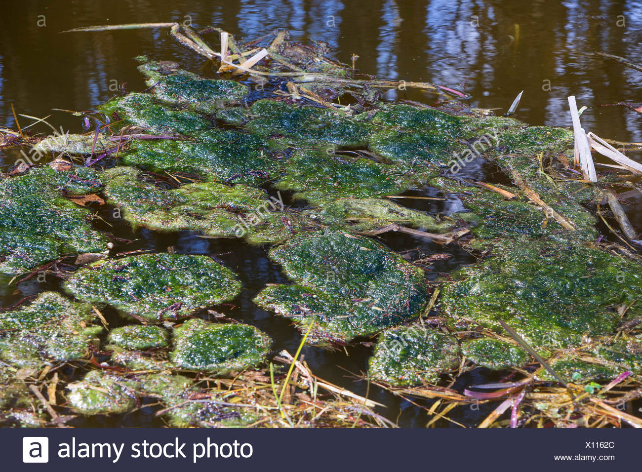 Green Algae Chlorophyceae High Resolution Stock Photography and Images ...