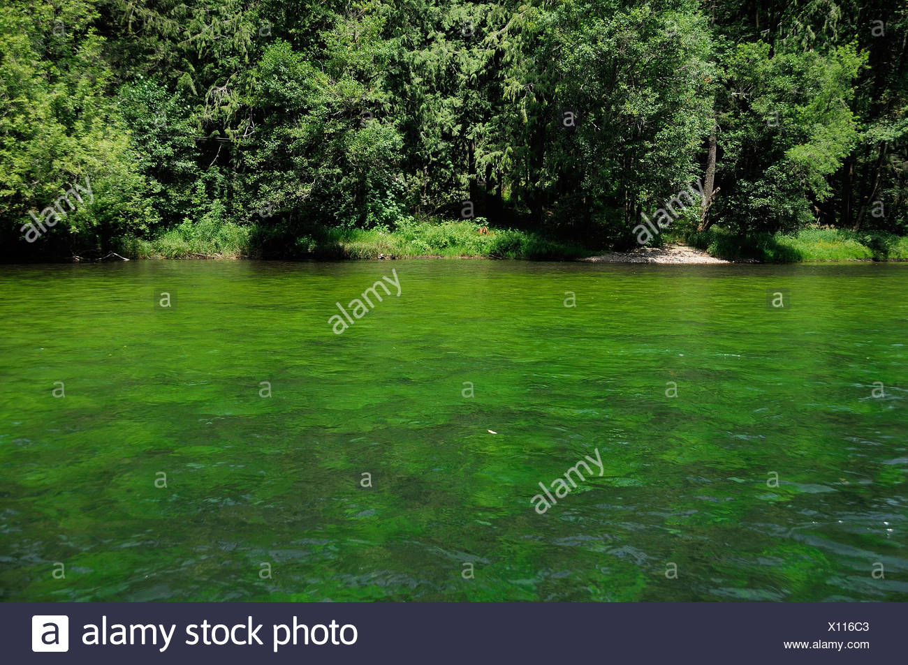 Mckenzie River Oregon High Resolution Stock Photography and Images - Alamy