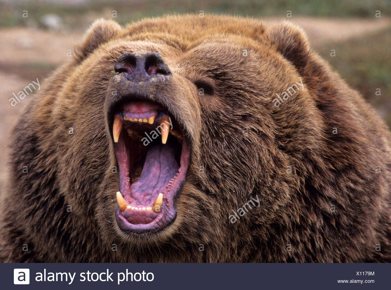 Bear Roar Stock Photos & Bear Roar Stock Images - Alamy
