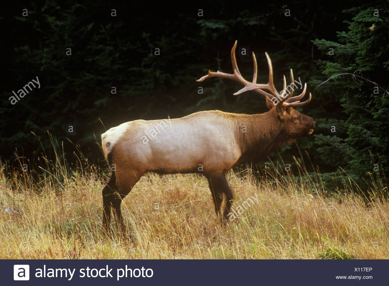 A Bull Roosevelt Elk High Resolution Stock Photography and Images - Alamy