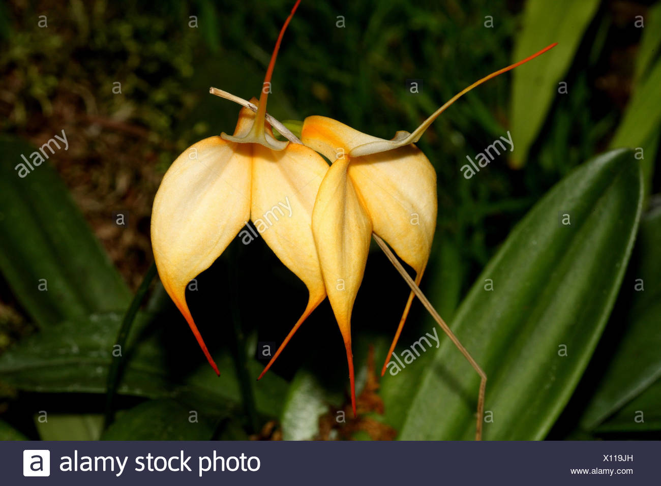 Masdevallia High Resolution Stock Photography and Images - Alamy
