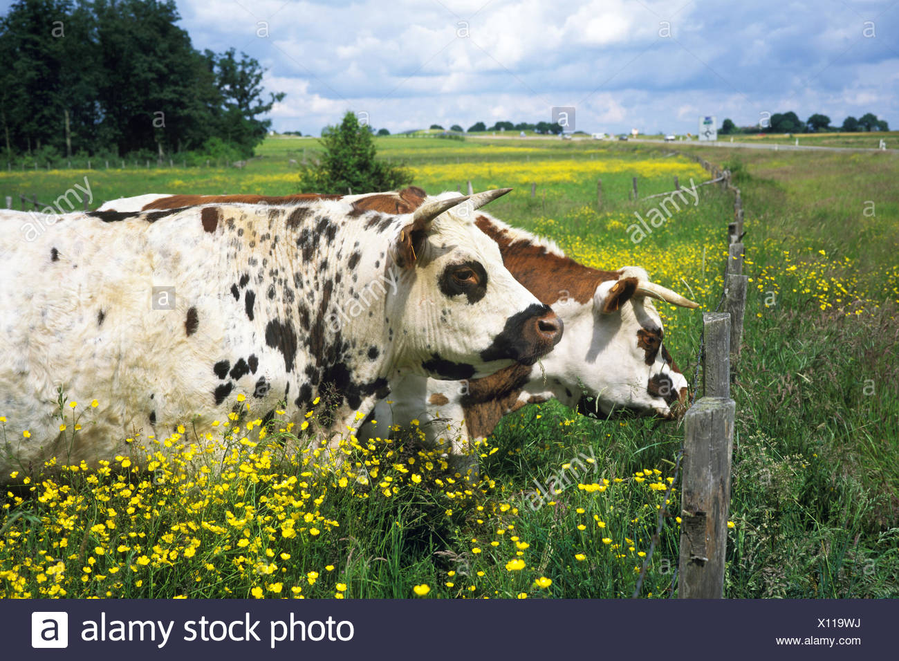 Normande Cattle High Resolution Stock Photography and Images - Alamy