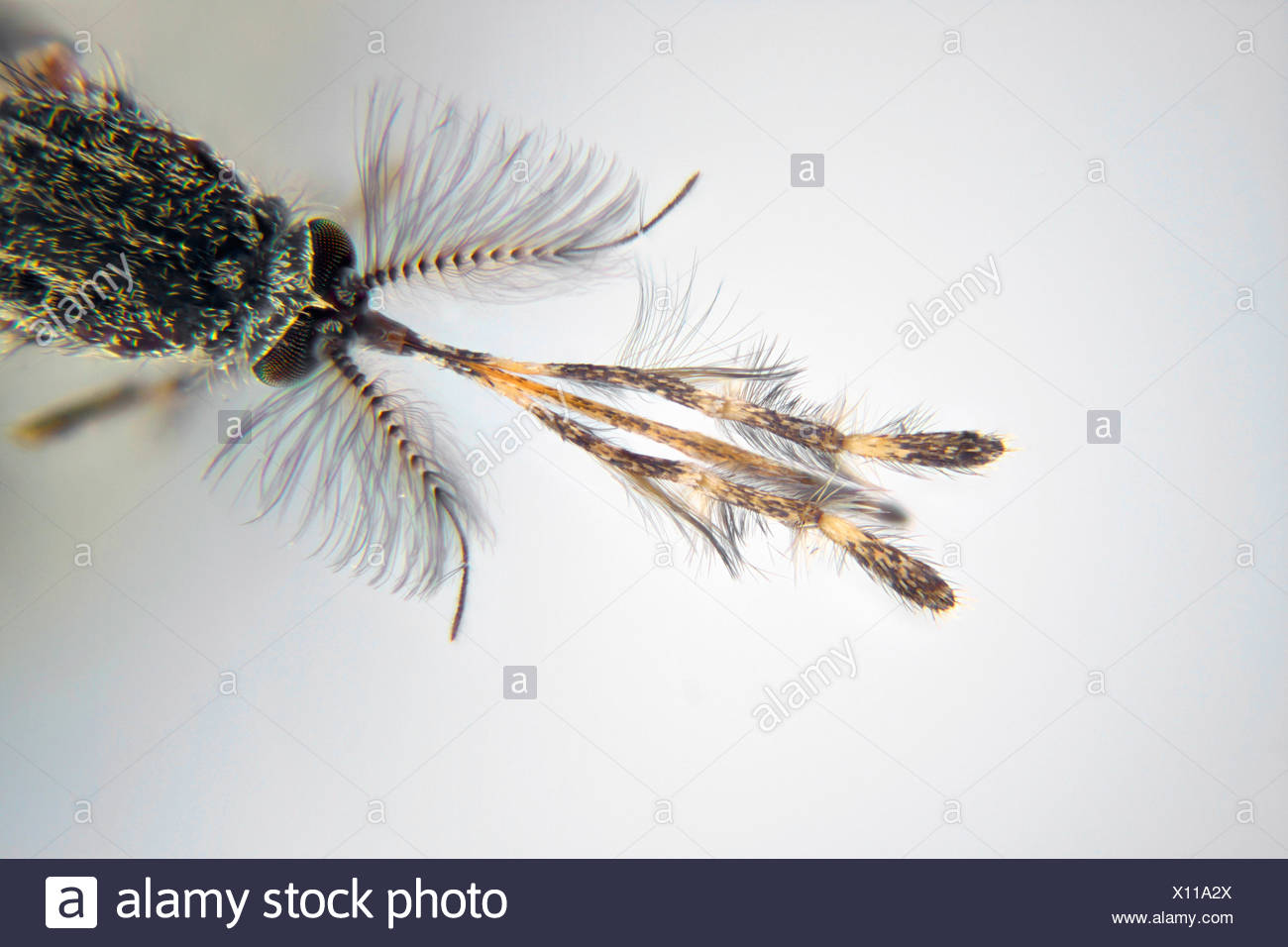 Northern Common House Mosquito High Resolution Stock Photography and ...