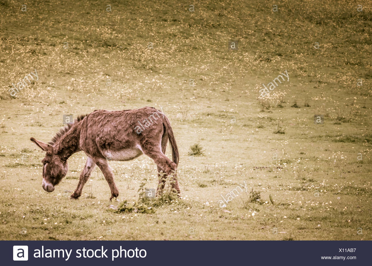 Donkey Tail Animal High Resolution Stock Photography and Images - Alamy