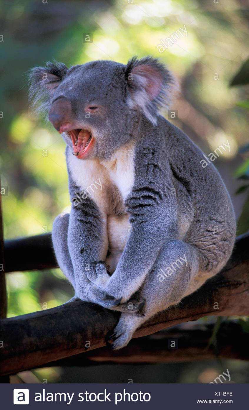 Koala Yawning High Resolution Stock Photography and Images - Alamy