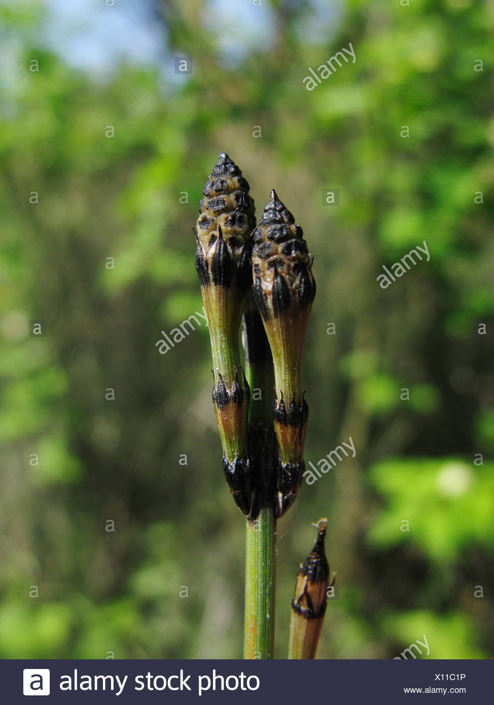 Horsetail Rush High Resolution Stock Photography and Images - Alamy