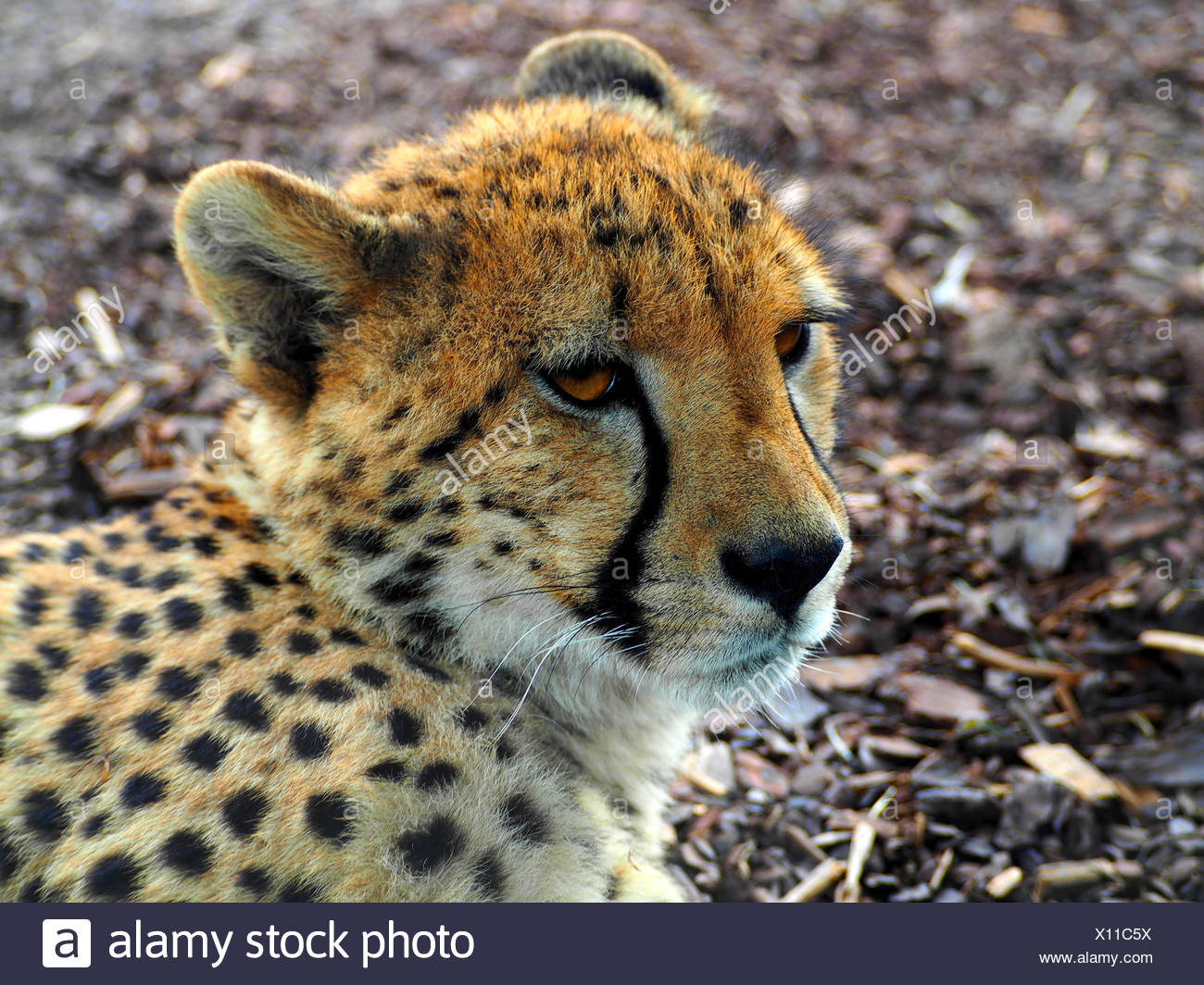 Cheetah Headshot High Resolution Stock Photography and Images - Alamy