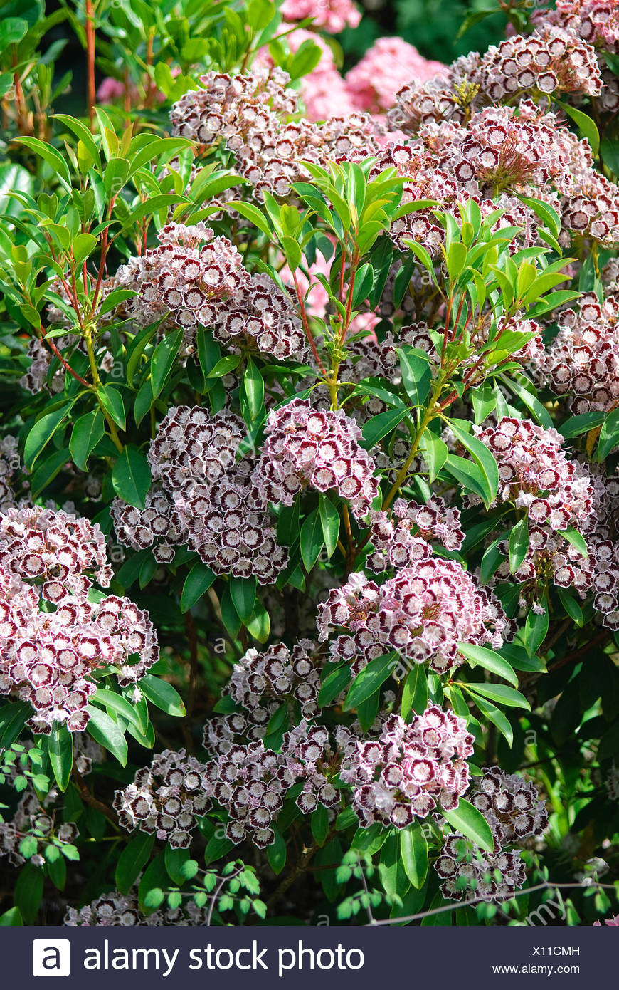 Nani Nani High Resolution Stock Photography and Images - Alamy