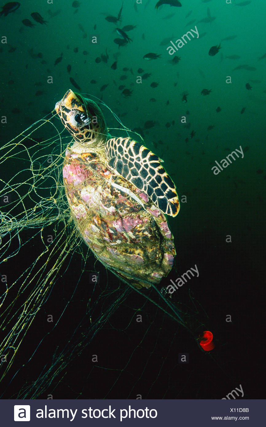 Turtle Fishing Net High Resolution Stock Photography and Images - Alamy