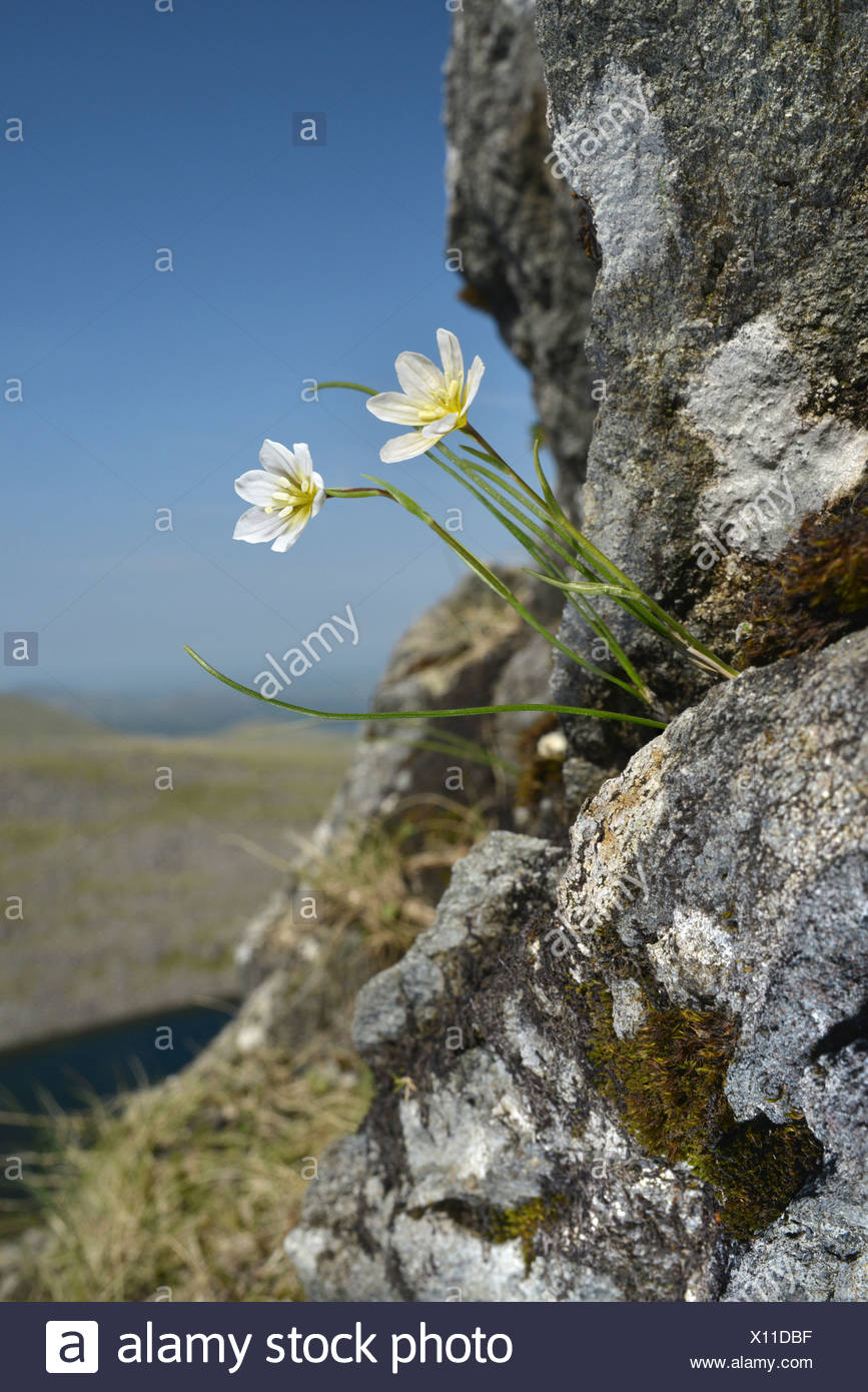 Snowdon Lily High Resolution Stock Photography and Images - Alamy