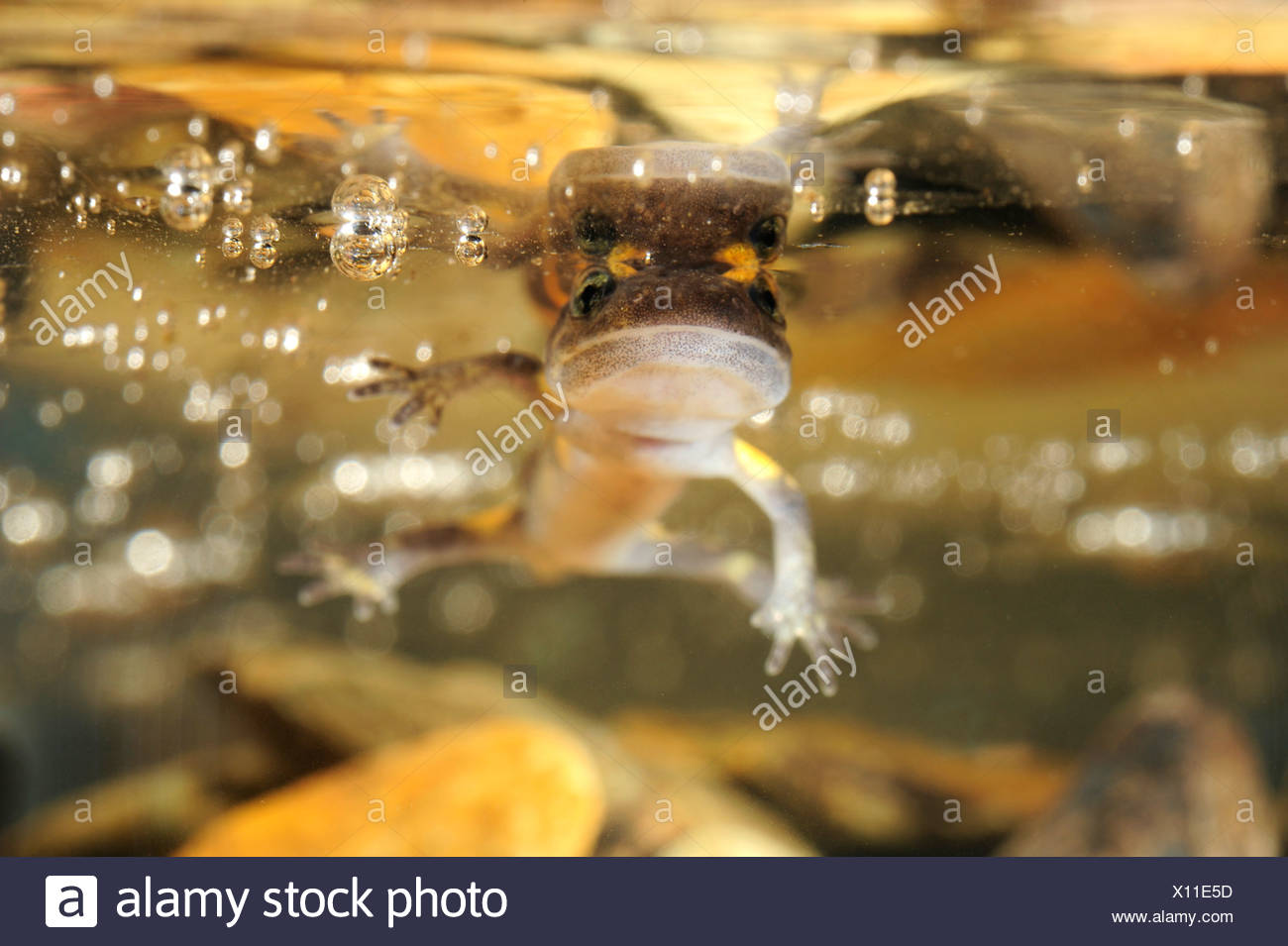 Aquatic Salamanders High Resolution Stock Photography and Images - Alamy