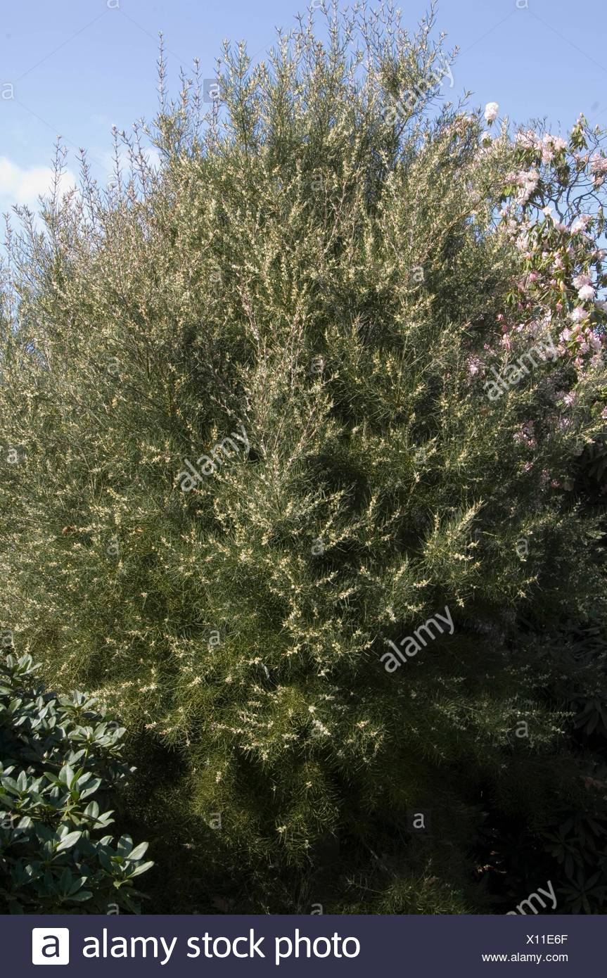 Hakea High Resolution Stock Photography and Images - Alamy