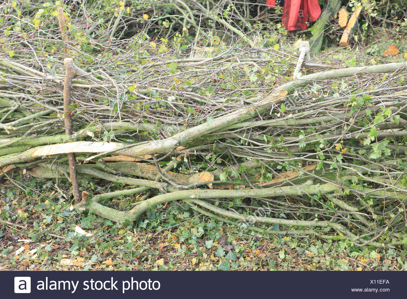 Layered Hedging High Resolution Stock Photography and Images - Alamy