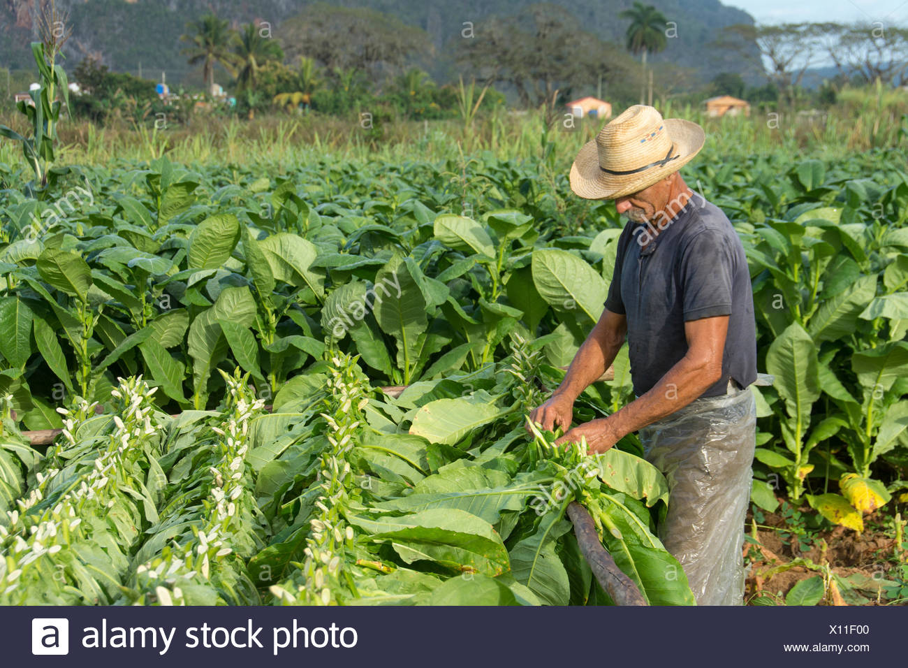 Tobacco Harvesting High Resolution Stock Photography and Images - Alamy